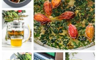 菊苣栀子茶降尿酸吗_菊苣栀子茶的功效与作用