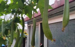 丝瓜架子怎么搭_丝瓜架子图片大全