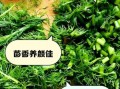 茴香菜的功效与作用_茴香菜的禁忌症有哪些