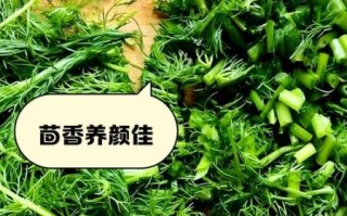 茴香菜的功效与作用_茴香菜的禁忌症有哪些