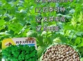 四季香菜什么时候种_四季香菜种植方法