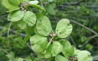 榆树钱图片_榆树钱长什么样