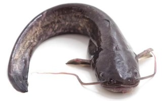 鲶鱼脏吗_鲶鱼到底脏不脏