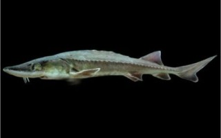 世界上最大的鳇鱼有多大_中华鲟和鳇鱼的区别