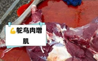 驼鸟肉的营养价值_驼鸟肉的功效与作用