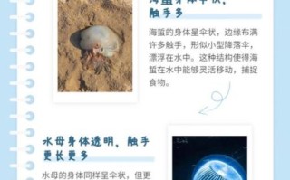 海蜇是动物还是植物_海蜇属于哪一类生物