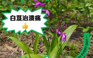 白芨的功效与作用_白芨的正确吃法
