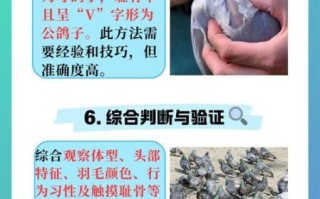 鸽子怎么分公母_鸽子配对前要注意什么
