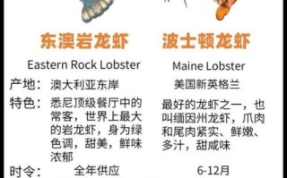 大龙虾品种有哪些_如何区分澳洲龙虾和波士顿龙虾