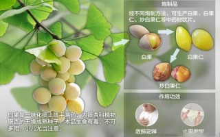 白果是什么树的果实_白果树的学名与分布