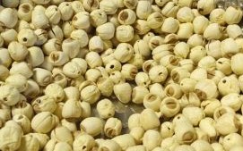 莲子图片高清壁纸_莲子图片怎么拍好看