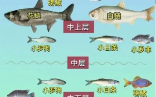 鱼图片大全_如何挑选高清鱼图