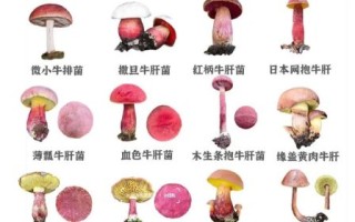 野生菌种类有哪些_如何辨别有毒野生菌