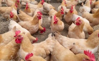 三黄鸡多少钱一斤批发_三黄鸡批发价格行情