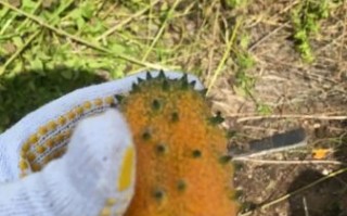 刺瓜图片长什么样_刺瓜和黄瓜的区别