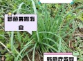野葱的副作用有哪些_野葱吃多了会怎样