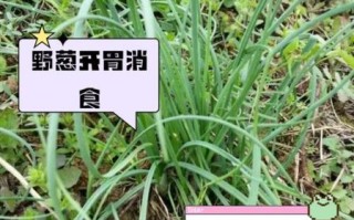 野葱的副作用有哪些_野葱吃多了会怎样