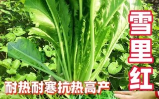 雪里红什么时候种植最好_雪里红种植时间