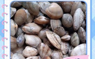 花蛤怎么清洗_水煮花蛤要多久