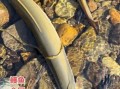 淡水鳗鱼多少钱一斤_淡水鳗鱼价格走势