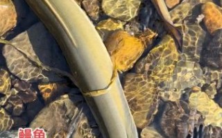 淡水鳗鱼多少钱一斤_淡水鳗鱼价格走势