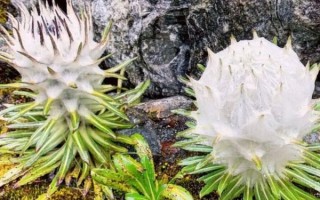 西藏雪莲花有什么功效_西藏雪莲花怎么吃最好