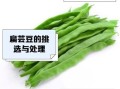 扁芸豆怎么种_扁芸豆什么时候采收