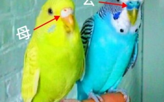 鹦鹉品种大全_鹦鹉图片怎么分辨
