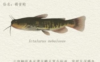 长江鲶鱼能吃吗_长江鲶鱼价格多少钱一斤