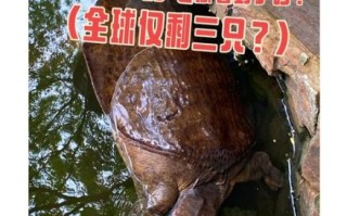 鼋怎么读_鼋的读音和含义