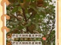 巴旦木树长什么样_巴旦木树图片怎么辨认