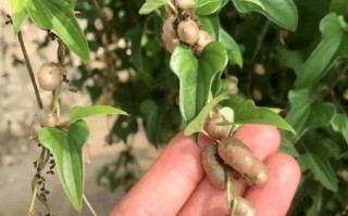 山药豆怎么种_山药豆种植时间