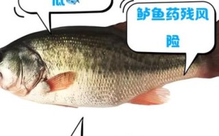 鲈鱼和多宝鱼哪个营养好_鲈鱼和多宝鱼营养价值对比