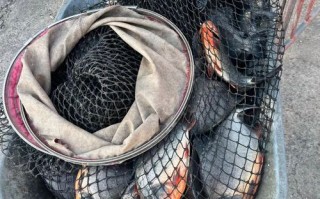 红鲳鱼用什么饵料最好钓_红鲳鱼饵料配方大全