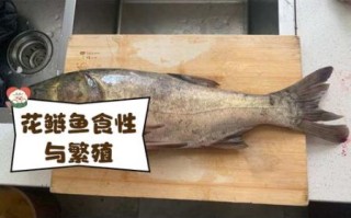 花鲢鱼图片怎么挑选_花鲢鱼高清图片哪里找