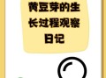 黄豆芽怎么发又粗又快_家庭无土栽培秘诀