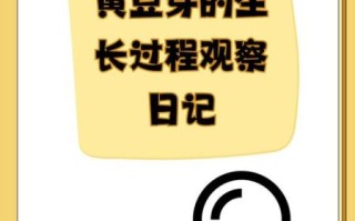 黄豆芽怎么发又粗又快_家庭无土栽培秘诀