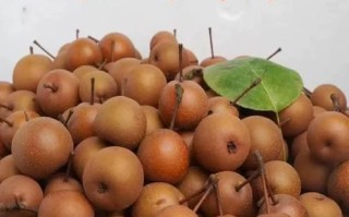 小糖梨的功效与作用_小糖梨适合什么人吃