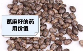 麻子是什么植物的种子_麻子与芝麻区别