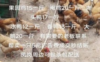 阉鸡怎么做才好吃_阉鸡和普通鸡的区别