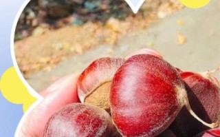 板栗冷冻保存方法_板栗冷冻前要不要焯水