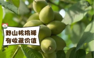 野山核桃的功效与作用_野山核桃怎么吃好