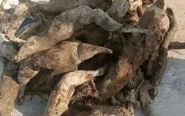 一斤野生葛粉多少钱_野生葛粉价格为什么差异大