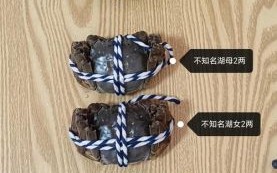阳澄湖大闸蟹怎么看正宗_如何辨别真假