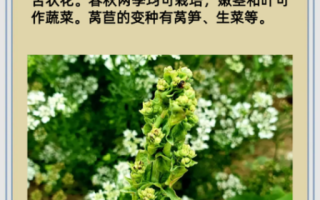 莴苣怎么读_莴苣拼音声调