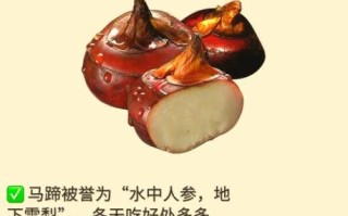 马蹄的学名是什么_马蹄学名Eleocharis dulcis有哪些功效