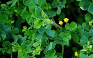 苜蓿怎么读拼音_苜蓿的拼音是什么