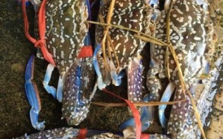 花蟹多少钱一斤_花蟹价格正常吗