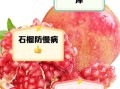 小孩吃石榴有什么好处_石榴对儿童健康影响