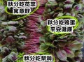 秋分吃什么蔬菜_秋分养生蔬菜推荐
